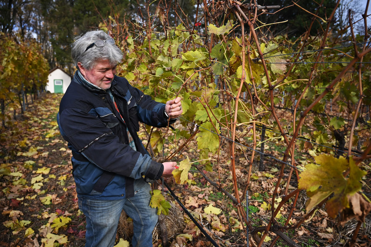 Preisträger Martin Heim über Steillagen und die »Wengerter auf Probe ...
